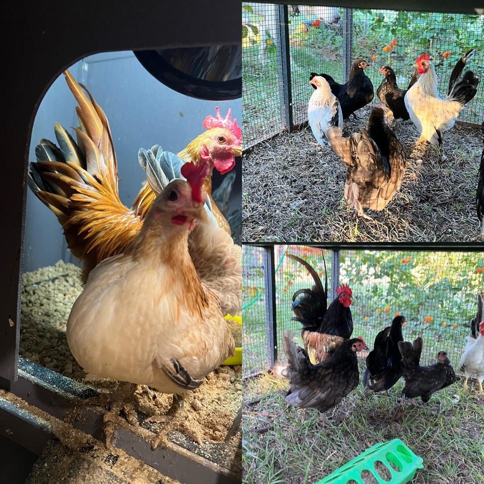 Serama Hatching Eggs 6+Extra NPIP | eBay