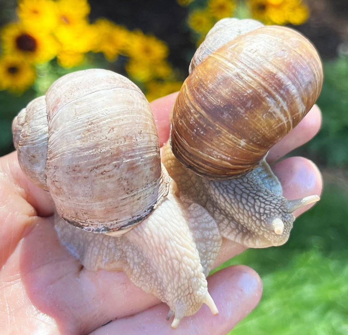 Roman Snail Body Parts