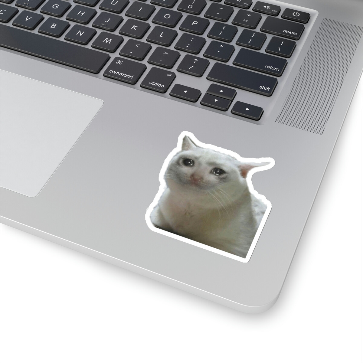 Cat Laptop Meme