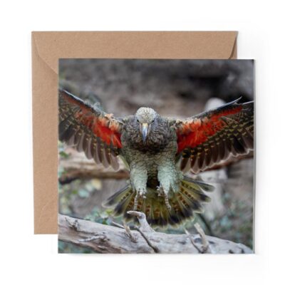 1 x Blank Greeting Card Kea Parrot New Zealand Bird Birds #53009 | eBay UK