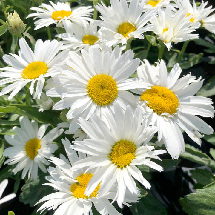 2x Oxeye daisy (Leucanthemum vulgare) Garden Perennial Plants in 9cm ...