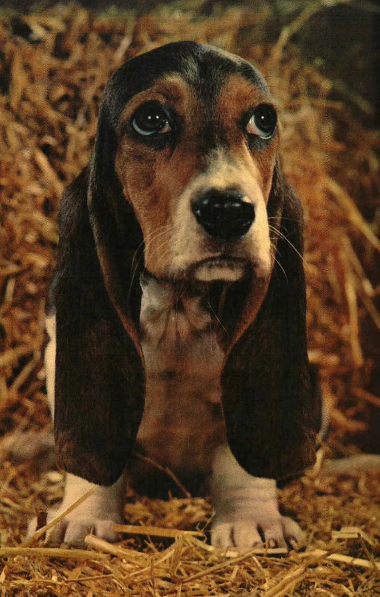 Sad Basset Hounds