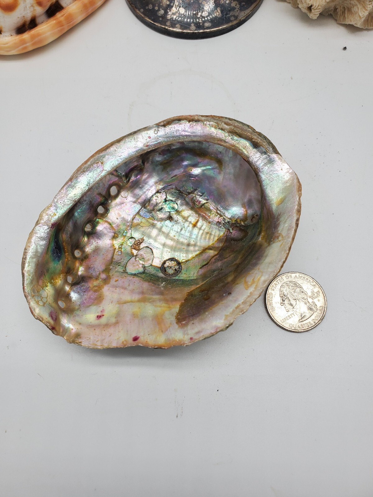 Lot Of Seashells Abalone Shell Coral Nautical Figural Woman Aphrodite ...