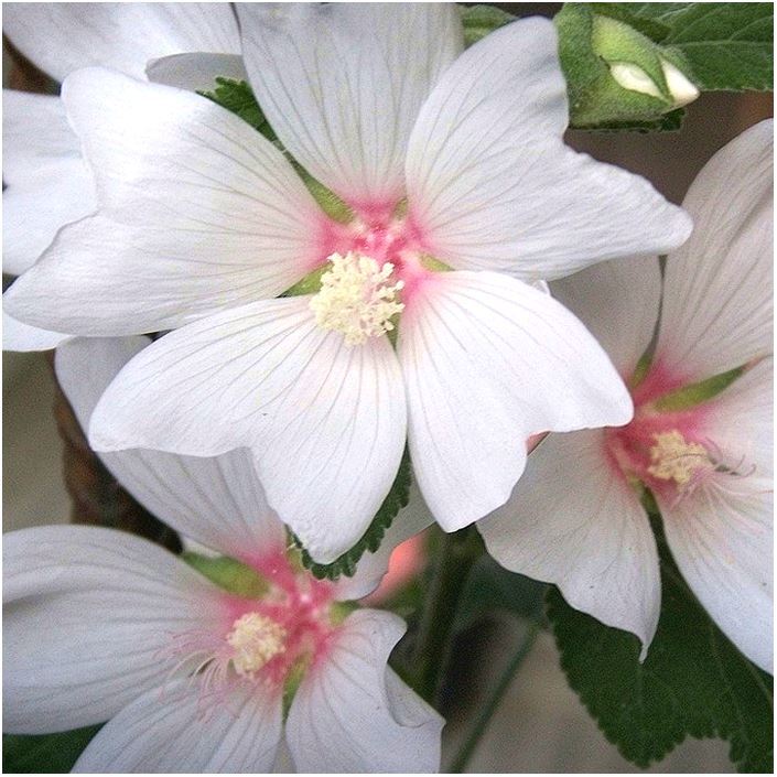 Dwarf Lavatera x Clementii Barnsley BABY Tree Mallow | Shrub | Pot ...