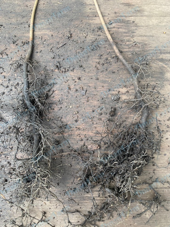 THREE (3) 12"-24" Native American Persimmon Tree Diospyros Virginiana ...