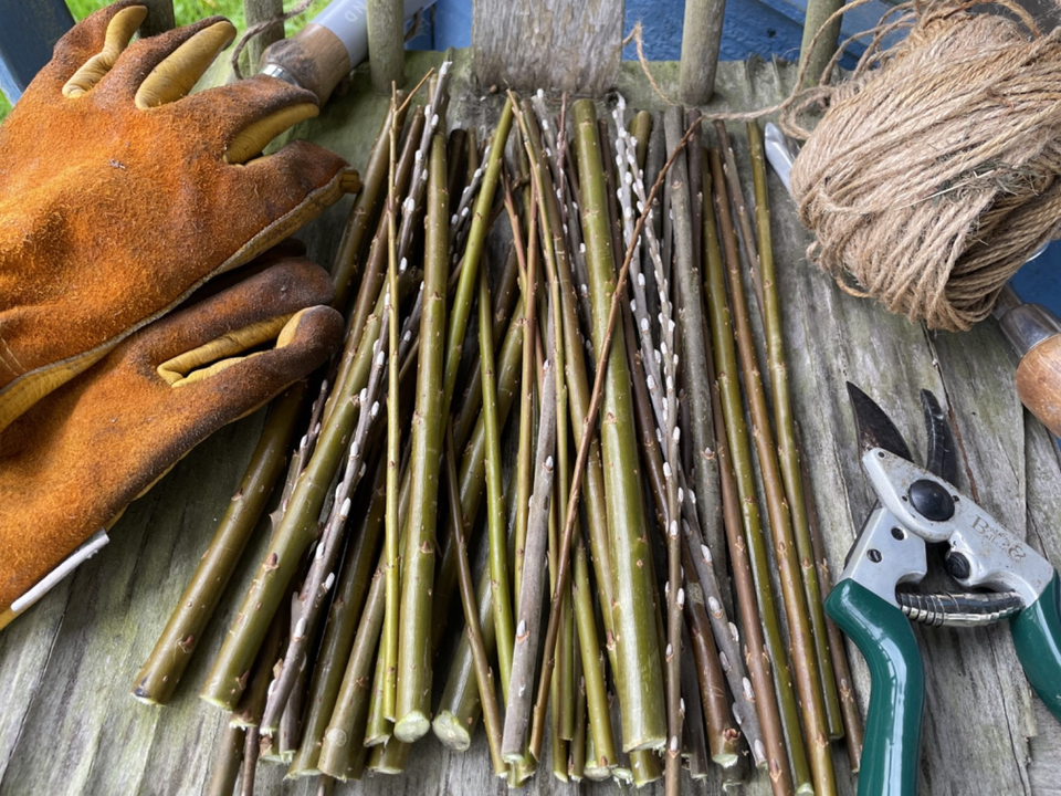 Super Willow - 25 x Salix Viminalis Gigantea Unrooted Cuttings for ...