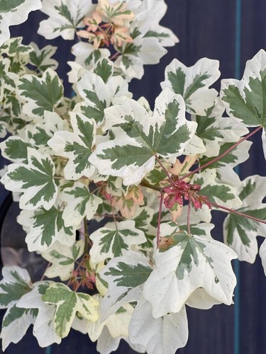 Acer campestre 'Carnival' (Carnival Hedge Maple) High graft | eBay