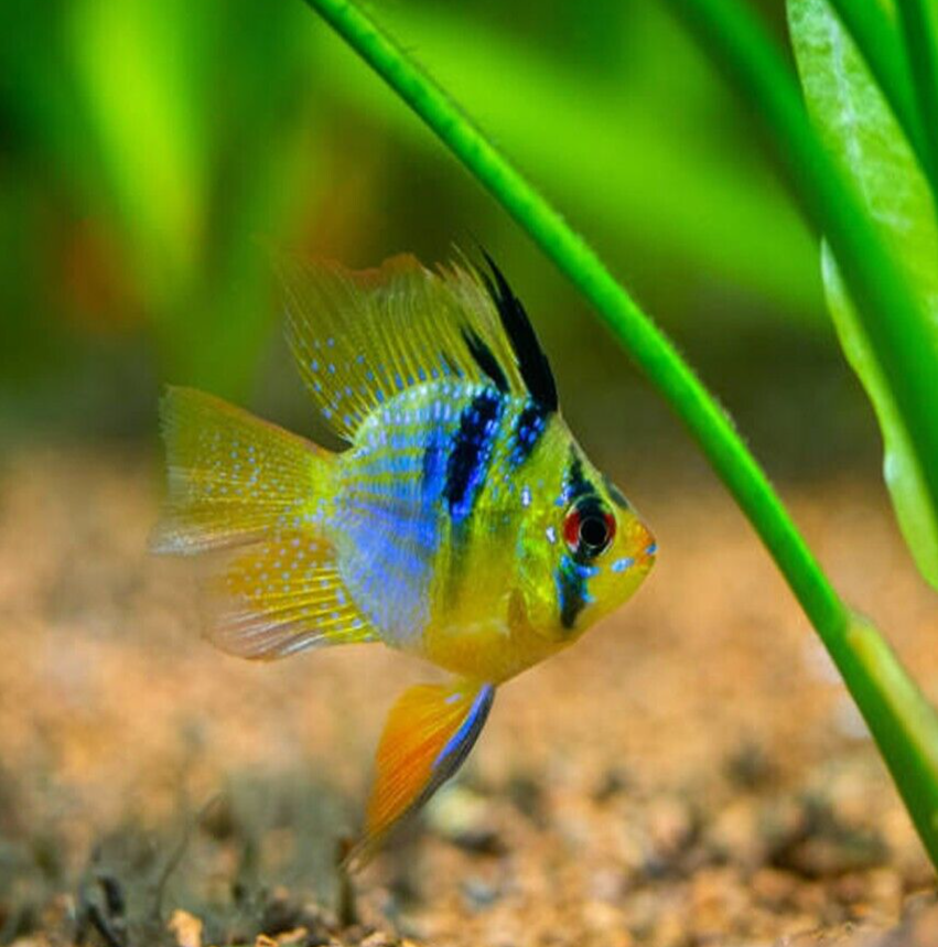 1 Pair - Cichlid Rams Short Body - Angel German Blue Balloon Ram - RARE ...