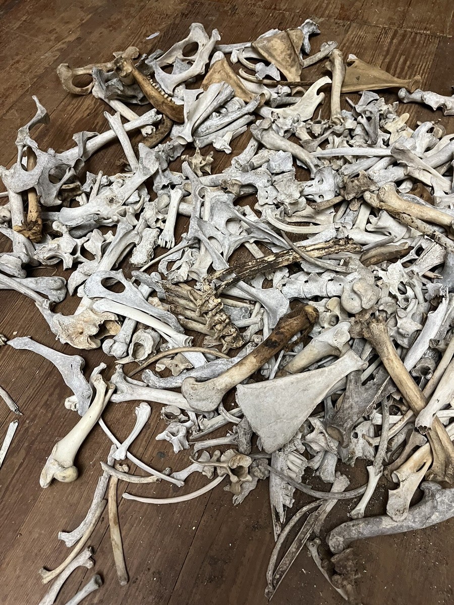 Pile Of Animal Bones