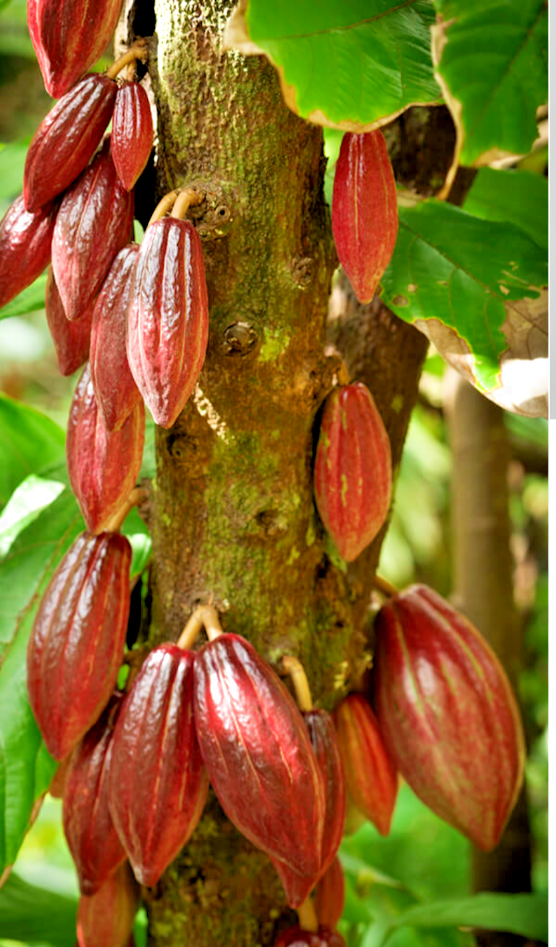 BUY Ceylon Cocoa plant Criollo Cacao Plant Your own Chocolate Tree . | eBay