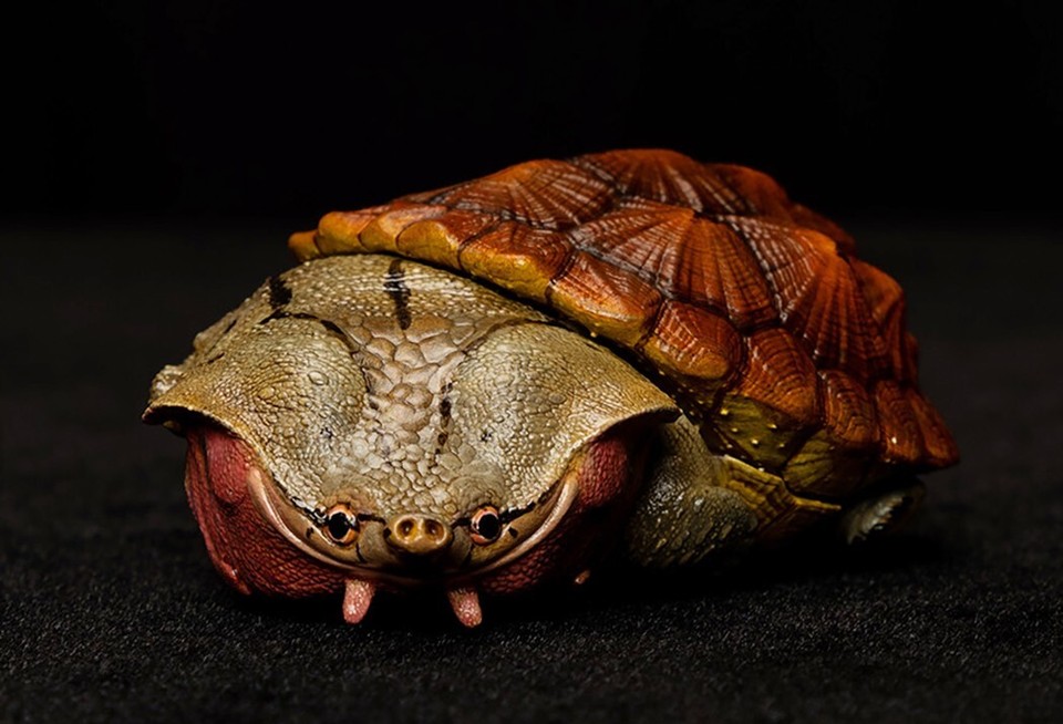 Animal Heavenly Body Matamata Turtle Chelus fimbriata Statue | eBay
