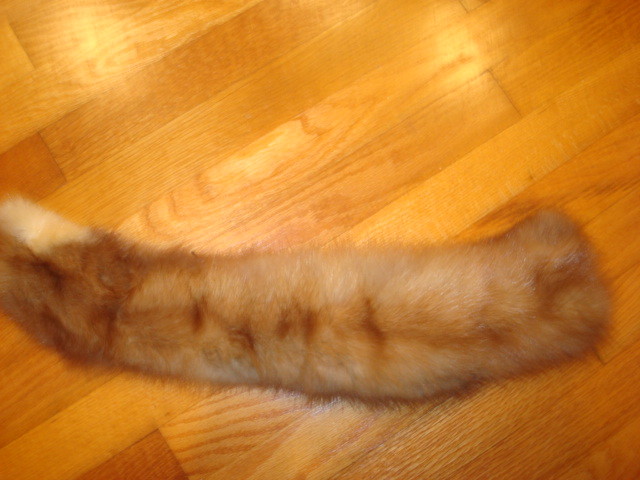 Vintage Stone Marten (European Sable) Collar Buff and… - Gem