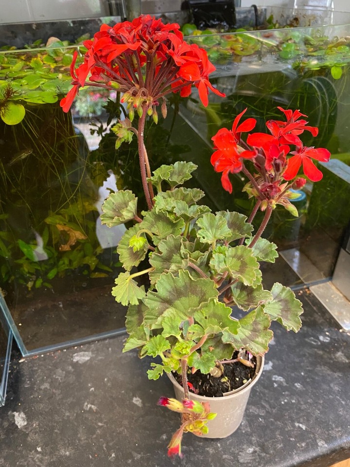 **SUPER GERANIUM “STADT BERN”UNSUAL dark RED FLOWER COLLECTOR PLANT ...