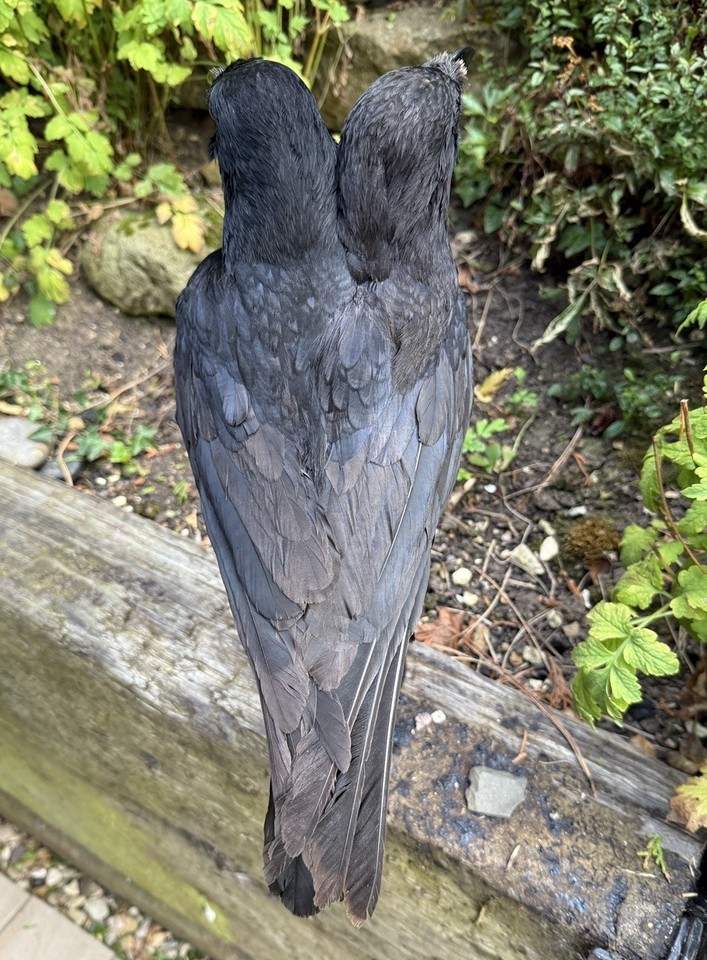 🎄 Taxidermy XL large Two Headed Crow not A raven GOTHIC 🎃 🖤 | eBay UK