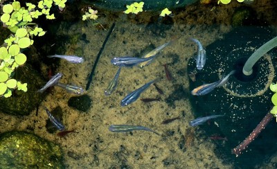 Blue Sparkle Medaka Rice Fish (6) | eBay