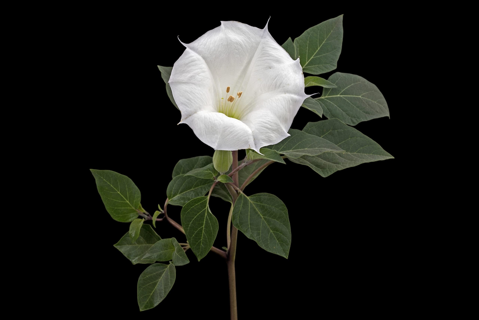 Organic Angel's Trumpet Live Plant (Datura inoxia) 2.5 inch Pot ...