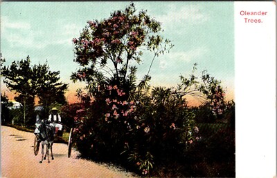 Bermuda Oleander Trees Vintage Postcard | eBay