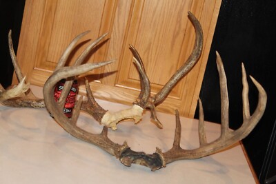 Wide Whitetail Deer Mounts Taxidermy Skull Antler Hunt Rack Log Cabin ...