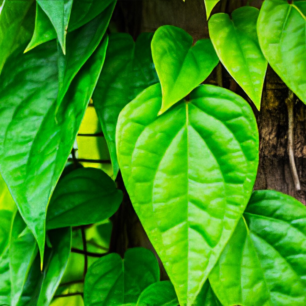 Dried BETEL LEAVES POWDER Herbal Natural 100% Organic Piper leaf Pure ...