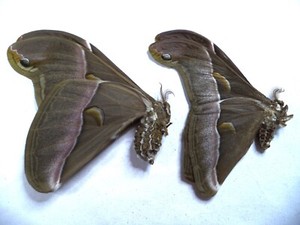 wthongmai | eBay Stores