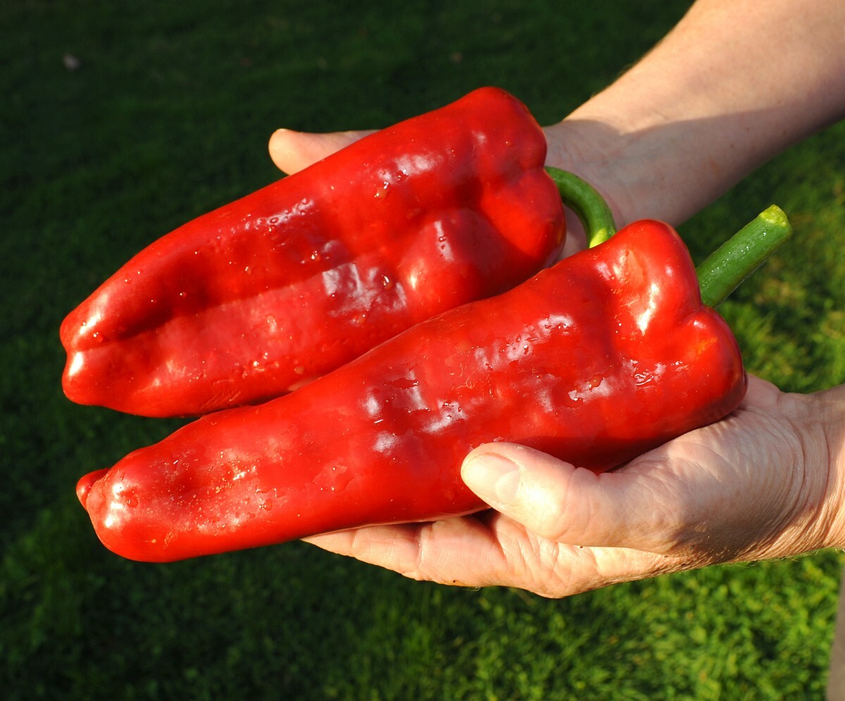 30 Giant Marconi Sweet Pepper Seeds | eBay