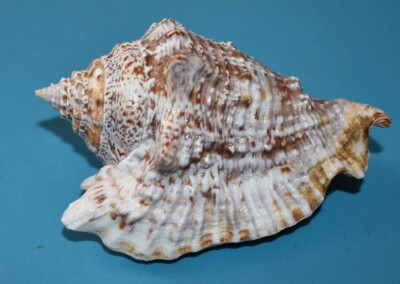 SEA SHELL - COQUILLAGES - STROMBIDAE - STROMBUS RANINUS - 82mm | eBay