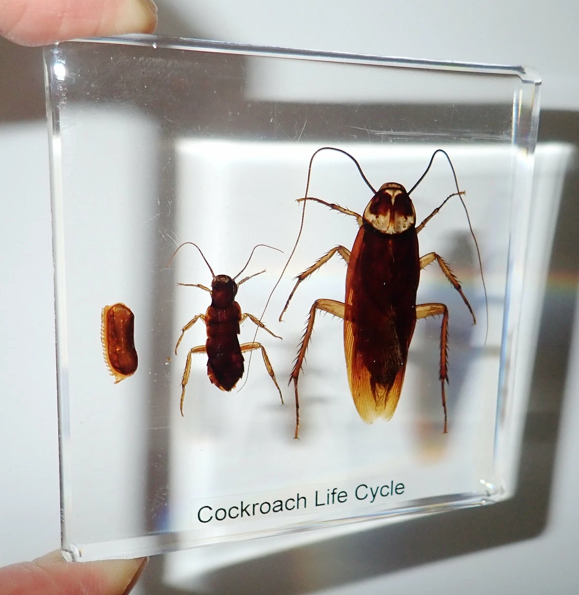 Life Cycle Of A Cockroach