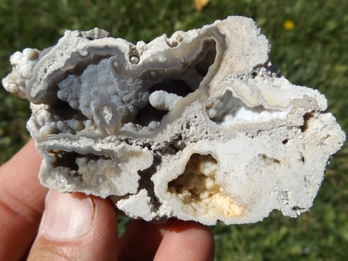 DIG-N-UTAH: POLISHED AGATIZED CORAL FLORIDA DISPLAY # L 486 | eBay