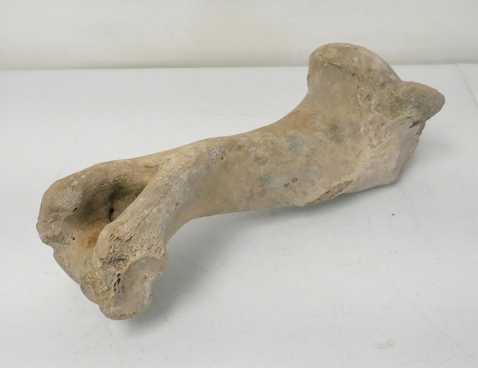Extinct Prehistoric Pleistocene Panthera Spelaea Cave Lion Humerus Bone ...