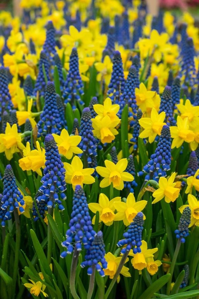 25 Daffodil Bulbs Small Cupped Spring Flowering Bulbs 8/10 Mini ...