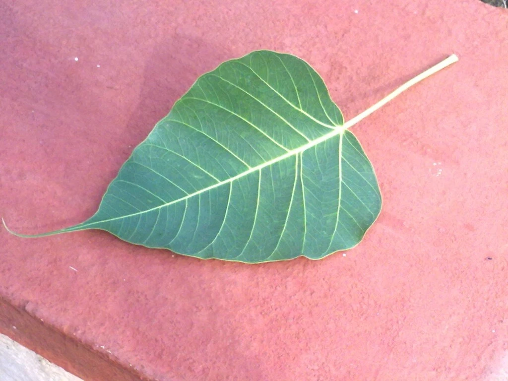 Images Of Banyan Tree Leaves