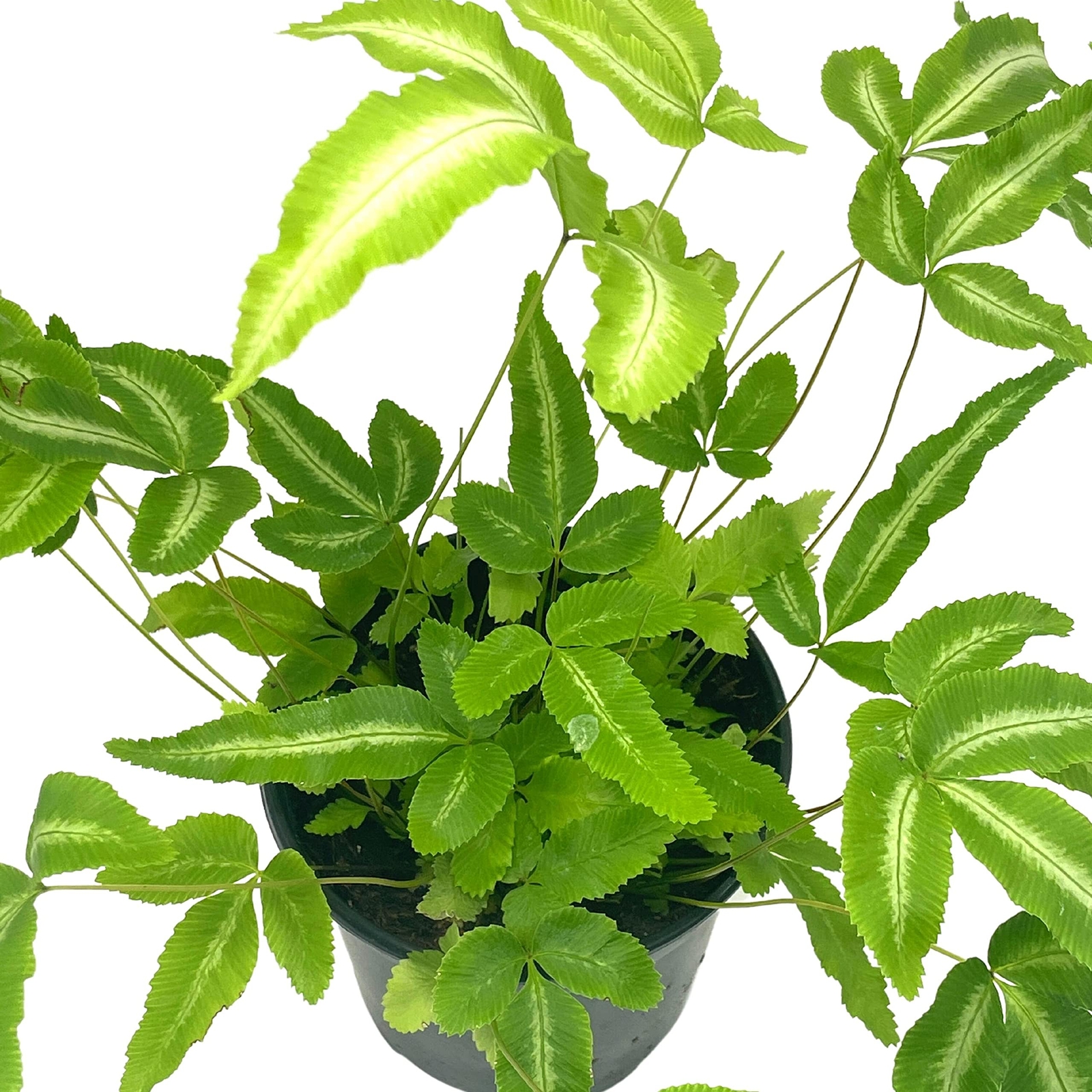 Cretan Brake Fern, 4 inch, Silver Lace Fern, Pteris Cretica, Ribbon ...