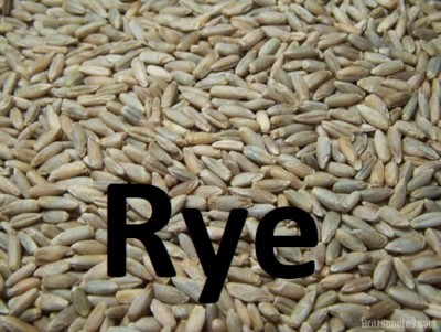 50lb Organic Cereal Rye Whole Grain Berries Clean Food Grade Untreated ...