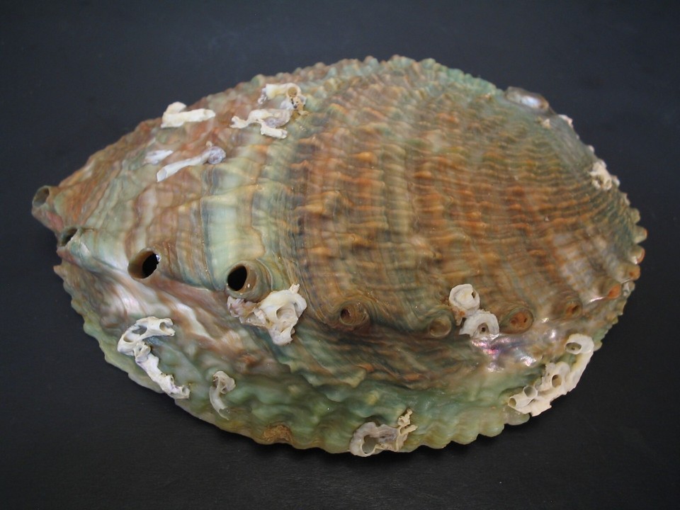 Monster...HALIOTIS CORRUGATA~158.1mm/6+"~Mexico SEASHELL | eBay
