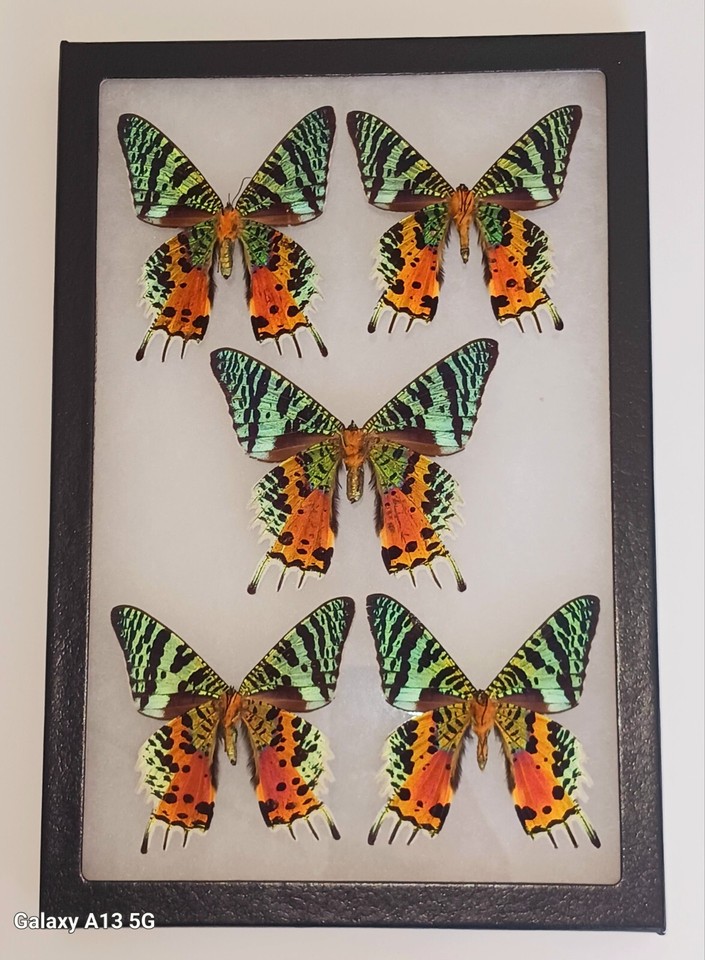 URANIA RIPHEUS MOTH BUTTERFLY MADAGASCAR SUNSET MOTH REAL RIKER FRAMED ...