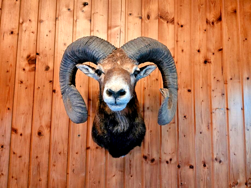 Taxidermy-Mouflon-Ram-BIG Figther-Fox-Badger-Fawn-Deer-Antler_ | eBay UK