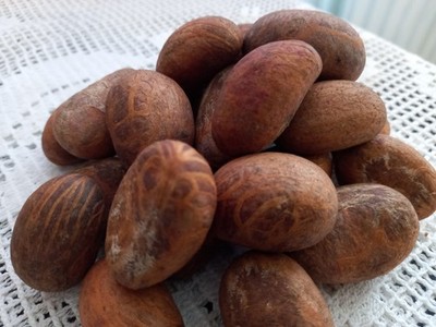 Fresh Bitter Kola Nut,Fresh Garcinia Kola,Organic African Orogbo-50g ...