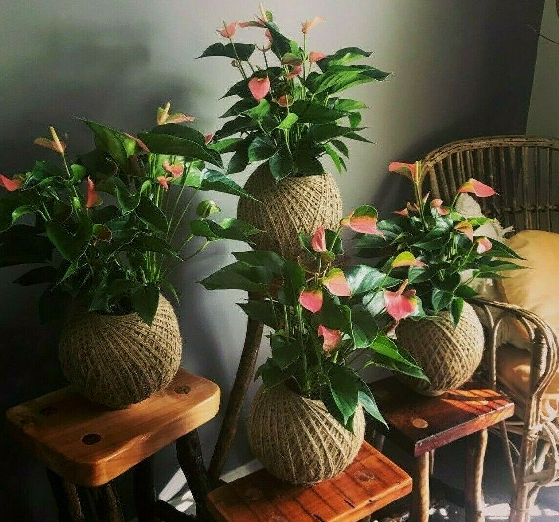 Bonsai Kokedama Balls "NEW Handmade" Garden Planter Pots Small/Medium ...