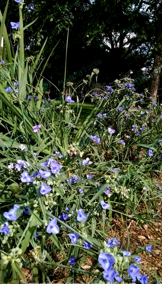 Ten (10) - Bluejacket Flower, Spiderwort Lily, Widow Tears ...