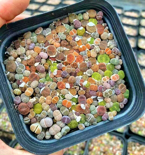 120pcs+ Colourful Lithops, Lithops in 10cm pot, Living Stones Succulent ...
