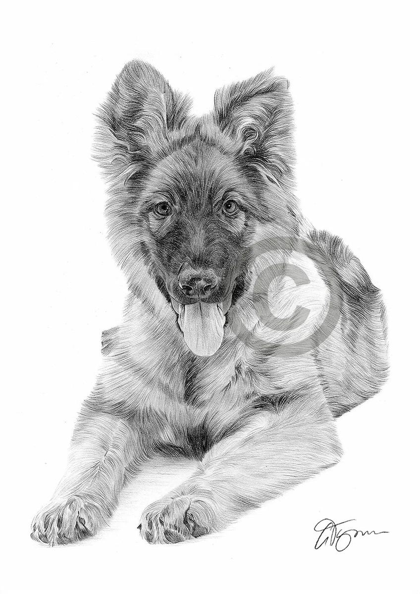 Realistic German Shepherd Drawing