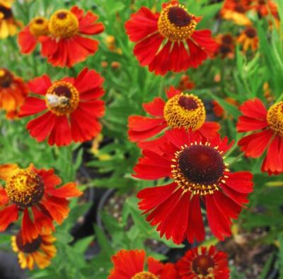 Helenium Autumnale Red & Gold HP, Sow Feb-Oct, Stunning Hardy Perennial ...