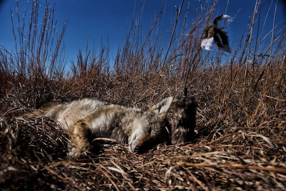 Electronic Predator Call Motorized Critter Decoy Coyote Bobcat Fox Game ...