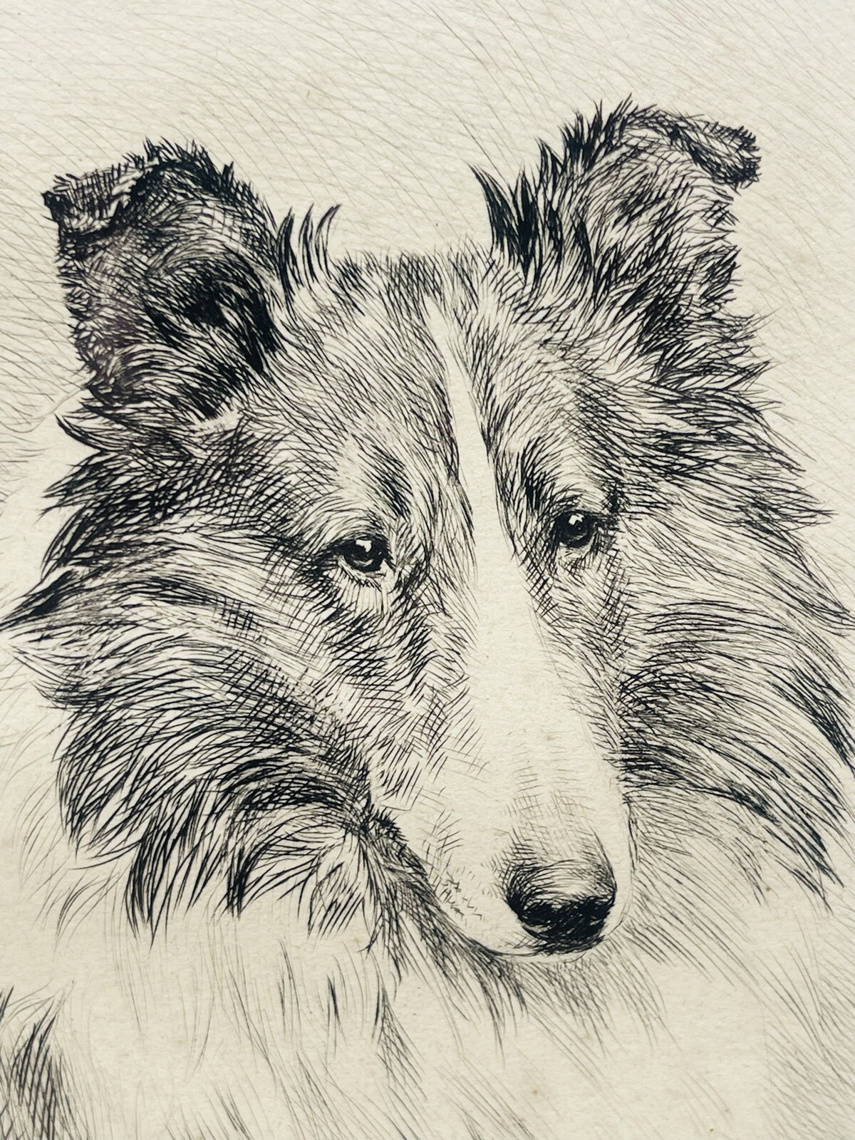 1930’s Signed Collie Dog Drypoint Etching. Dog Portrait Artist ...