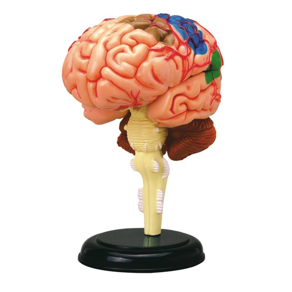 3d Brain Anatomy Interactive The Human Brain