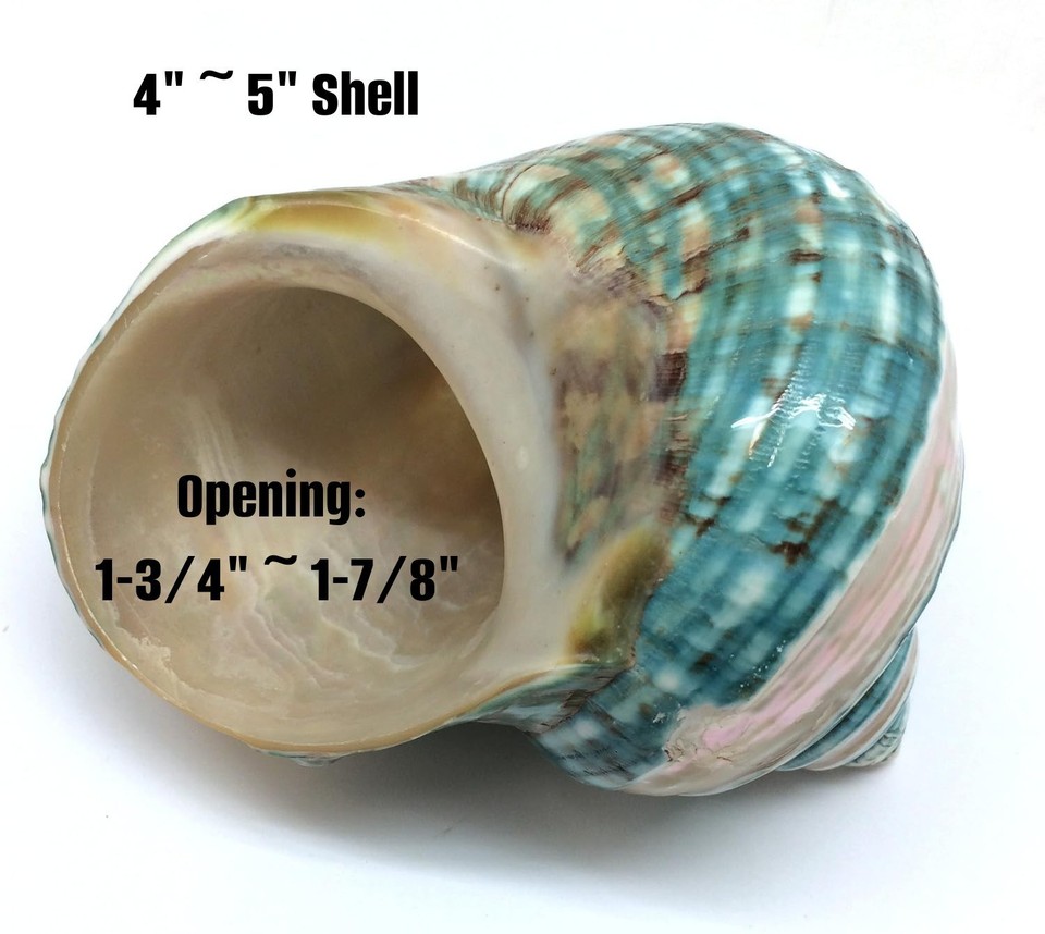 1 PC Banded Jade Turbo Sea Shell, Hermit Crab Sea Shells, 4 Inch ~ 5 ...