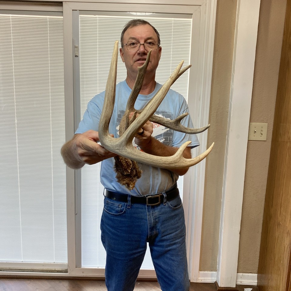 Beautiful Wild 146” Whitetail Deer Antler Rack Horn Man Cave Sheds ...