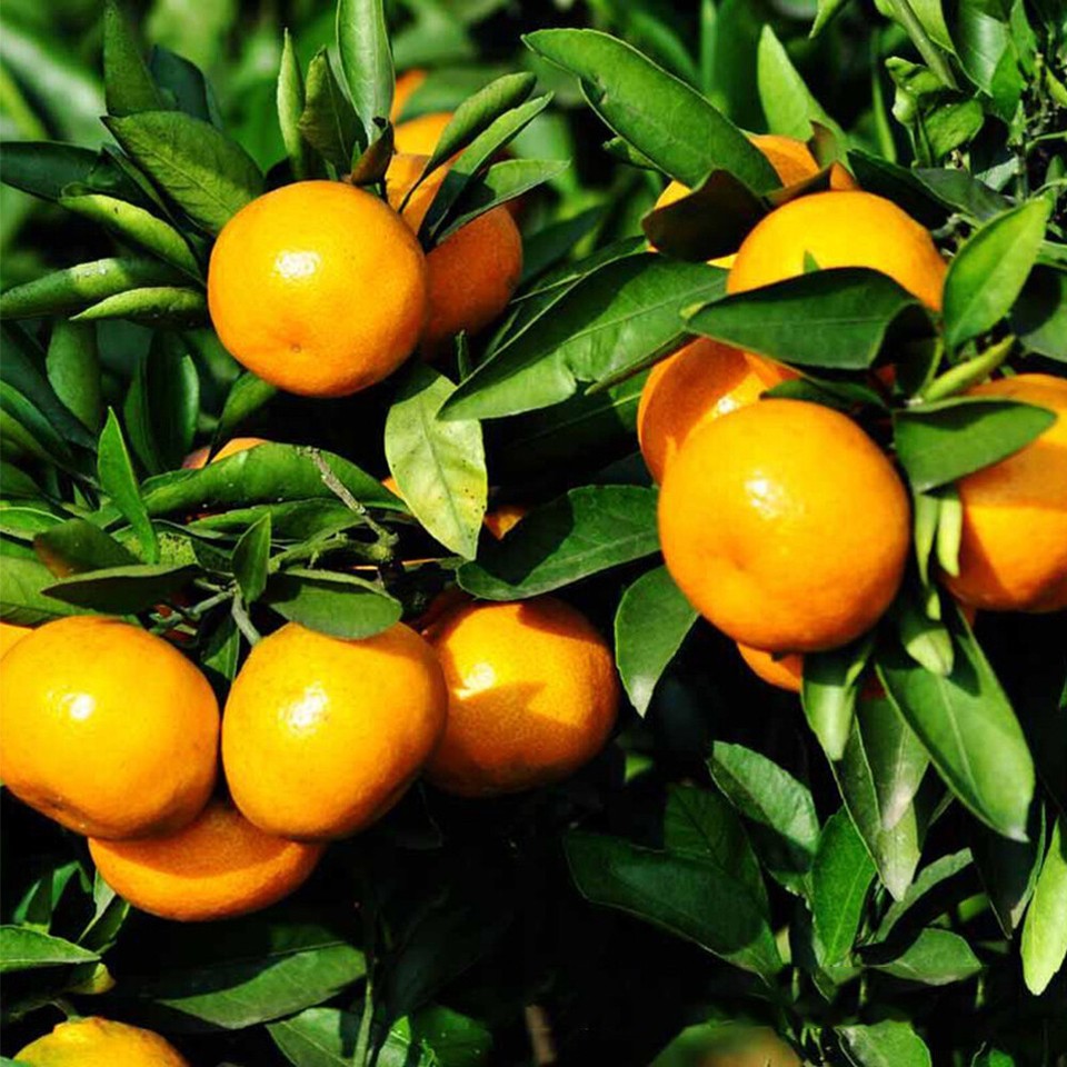 20 Semi Balcone Patio Alberi Da Frutto In Vaso Semi Piantati Kumquat ...