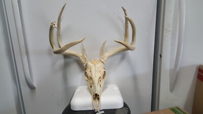 131" 4x4 WHITETAIL DEER RACK FULL SKULL mule elk shed antlers taxidermy ...