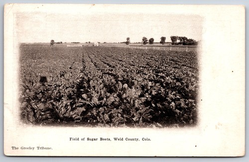 Weld County Colorado~Farming~Field of Sugar Beets~Greeley Tribune Pub ...